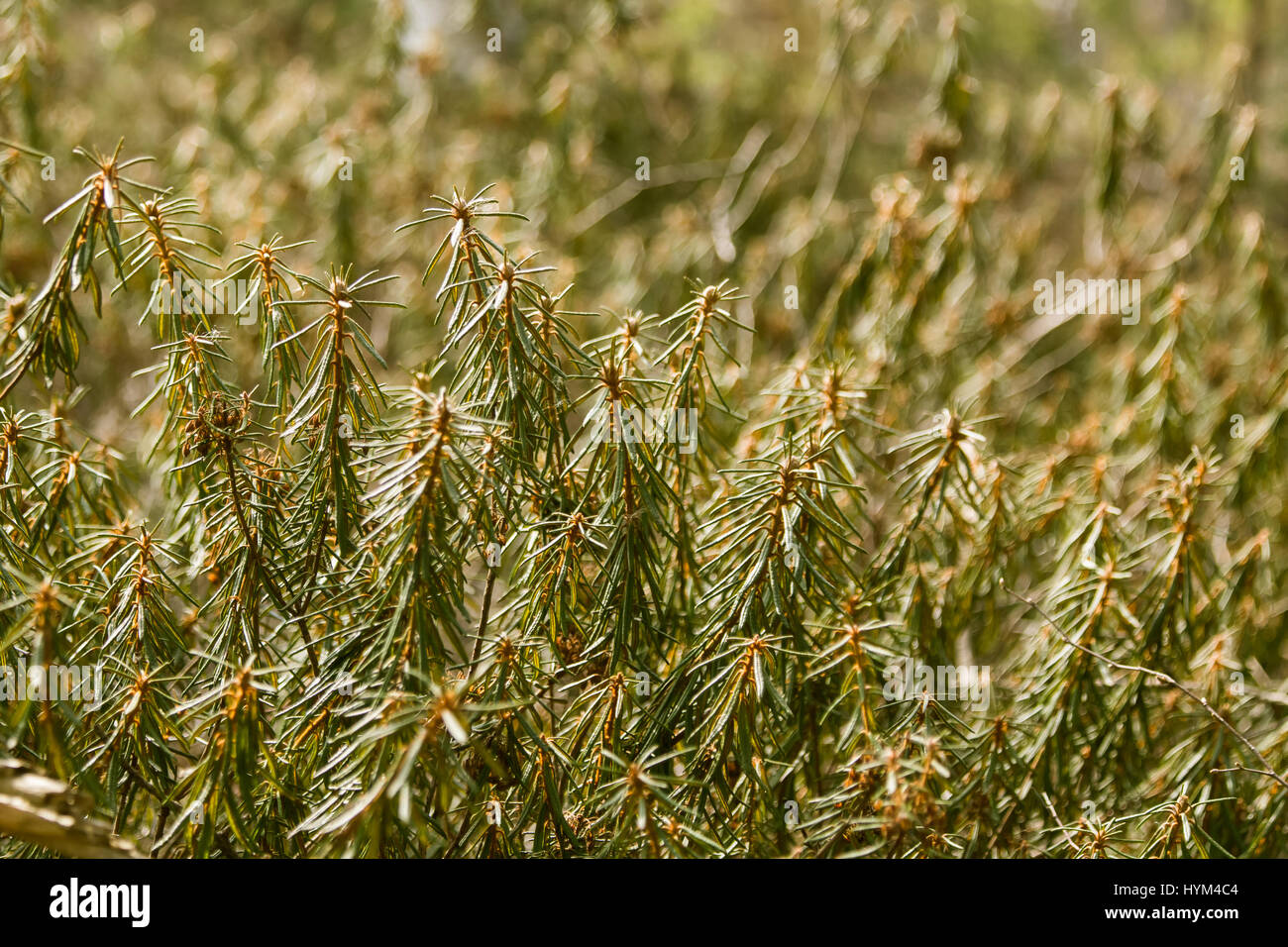 Beautiful marsh labradors in a natural habitat in early spring Stock ...
