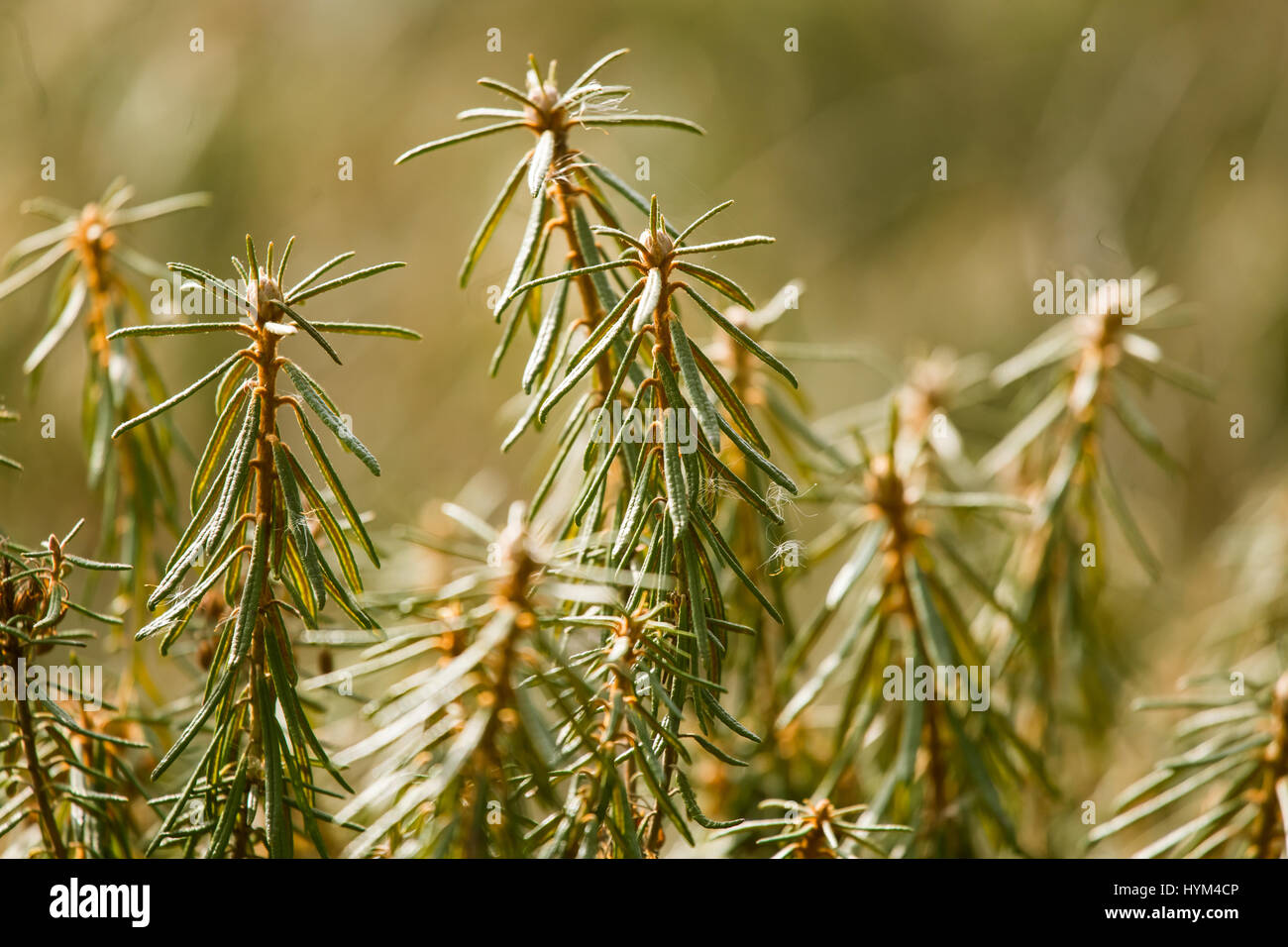Beautiful marsh labradors in a natural habitat in early spring Stock ...