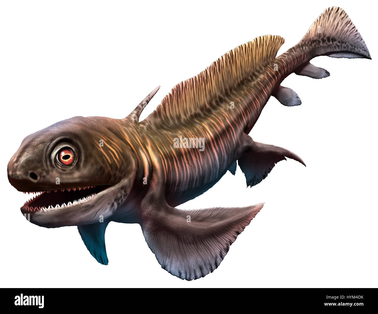 Orthacanthus hi-res stock photography and images - Alamy