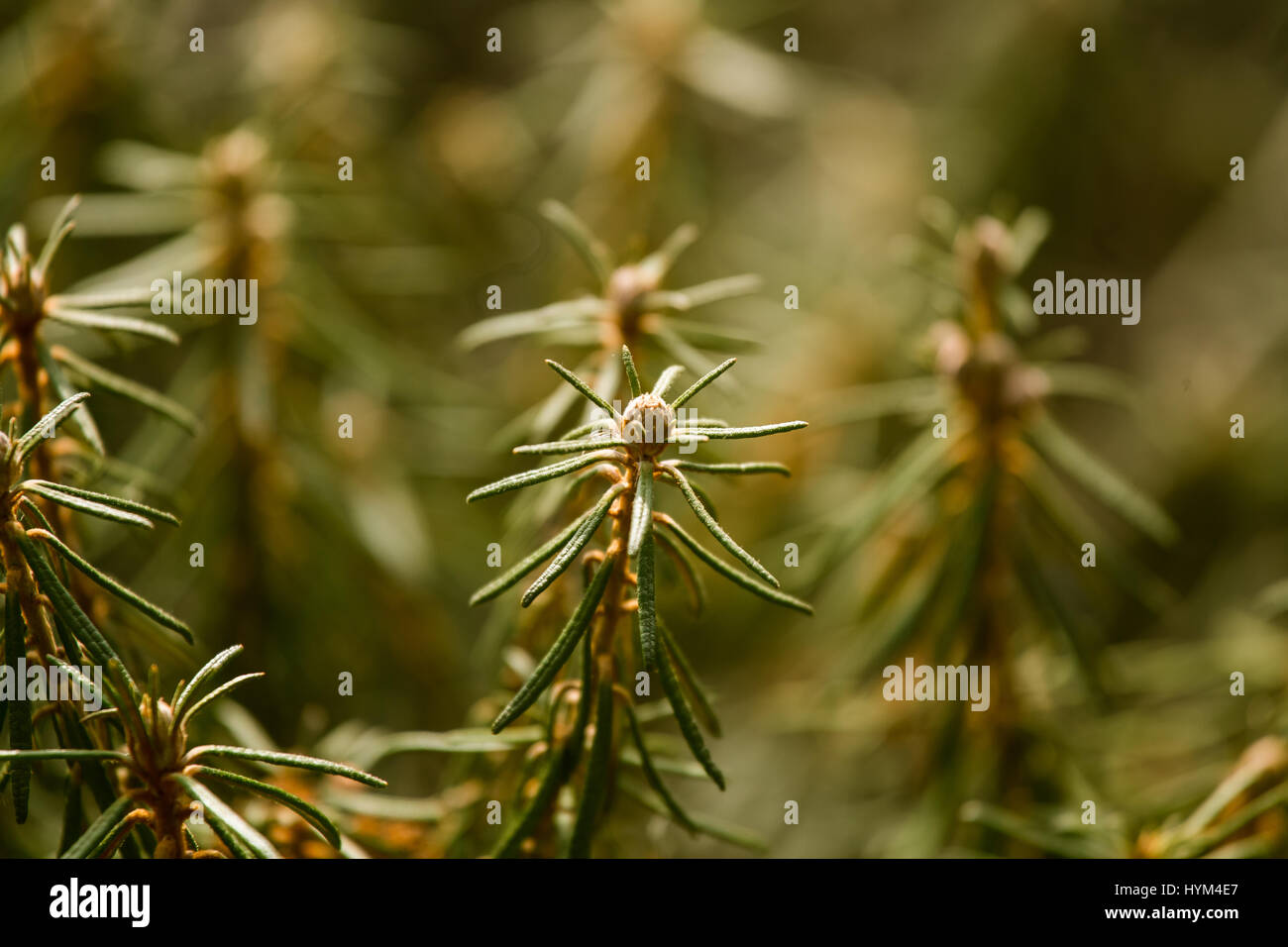 Beautiful marsh labradors in a natural habitat in early spring Stock ...