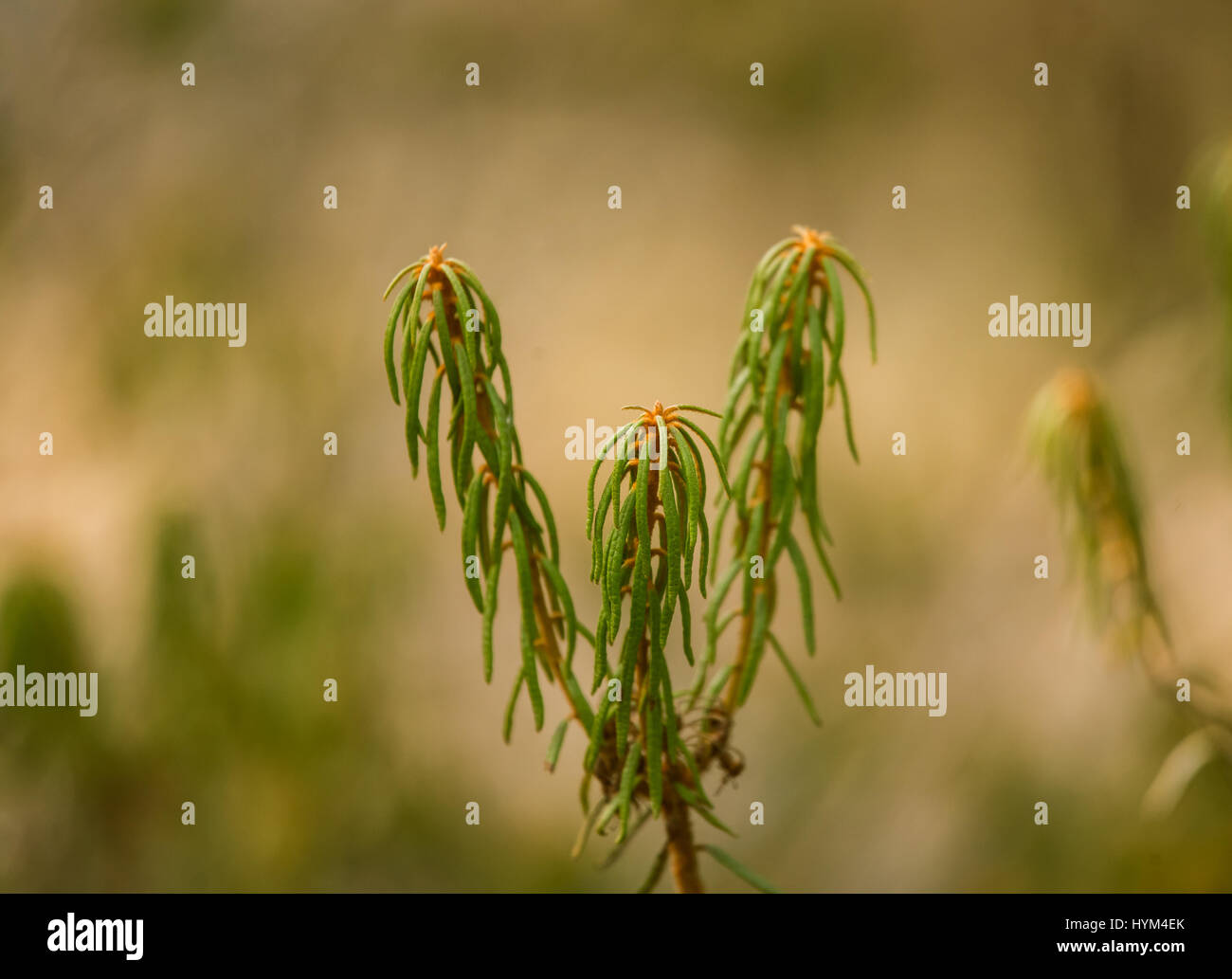 Beautiful marsh labradors in a natural habitat in early spring Stock ...
