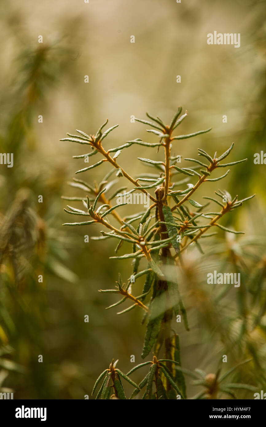 Beautiful marsh labradors in a natural habitat in early spring Stock ...