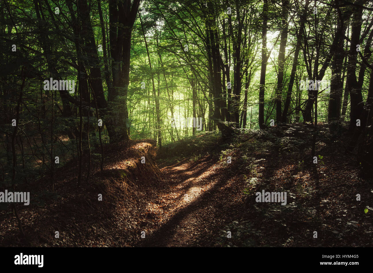 Green natural nature vegetation hi-res stock photography and images - Alamy