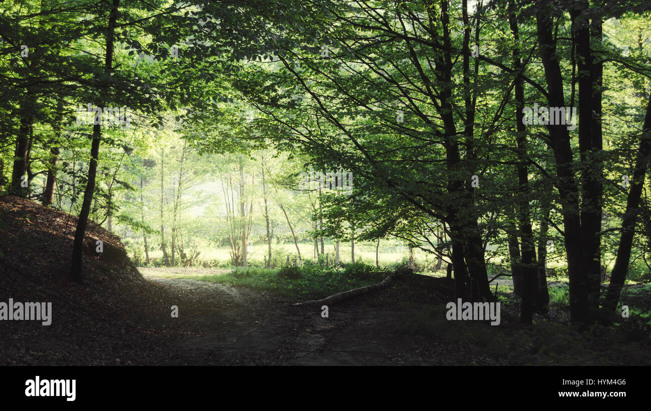 Landscape green trees plants hi-res stock photography and images - Alamy