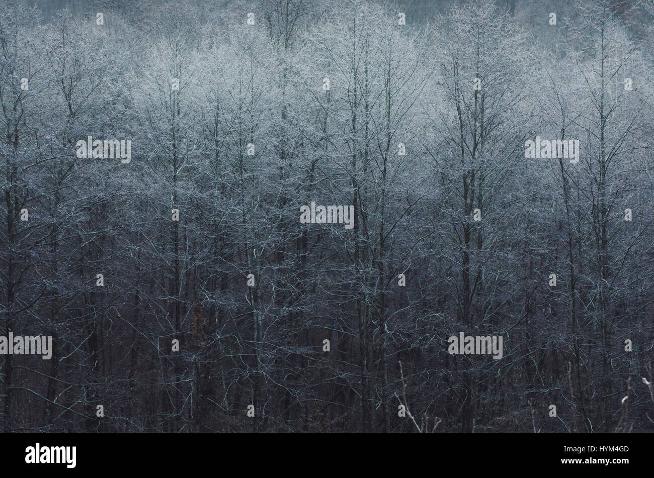 frozen trees in cold weather landscape Stock Photo - Alamy