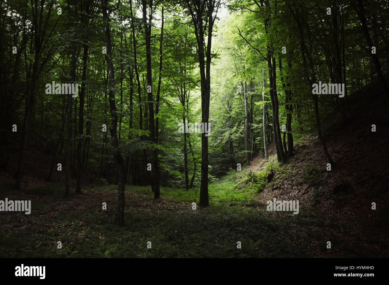 Natural scenery green forest hi-res stock photography and images - Alamy