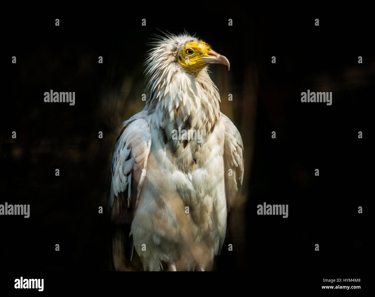 Big Bird Egyptian vulture (Neophron percnopterus) on dark background ...