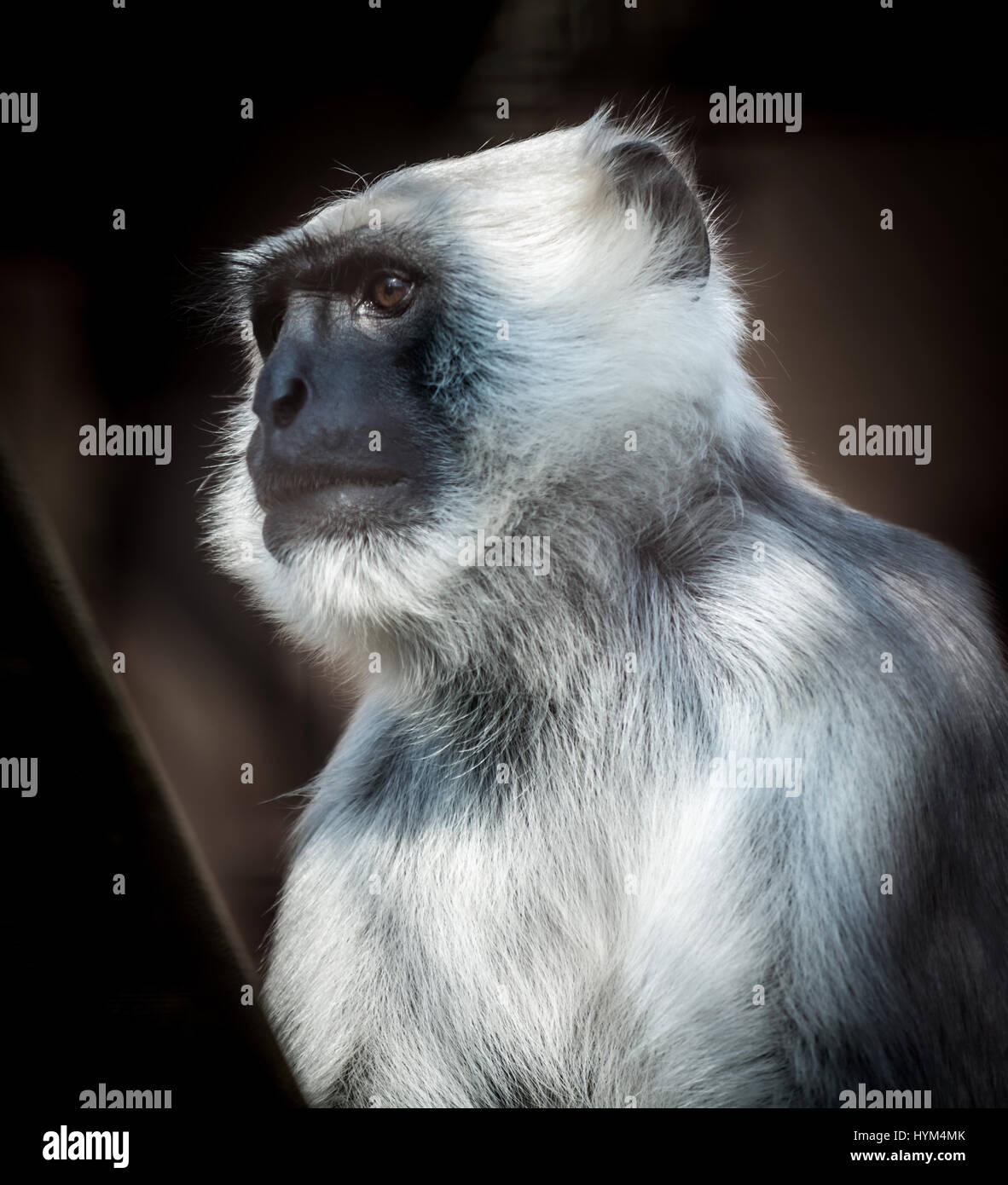 Detail of monkey northern plains gray langur(Semnopithecus entellus ...