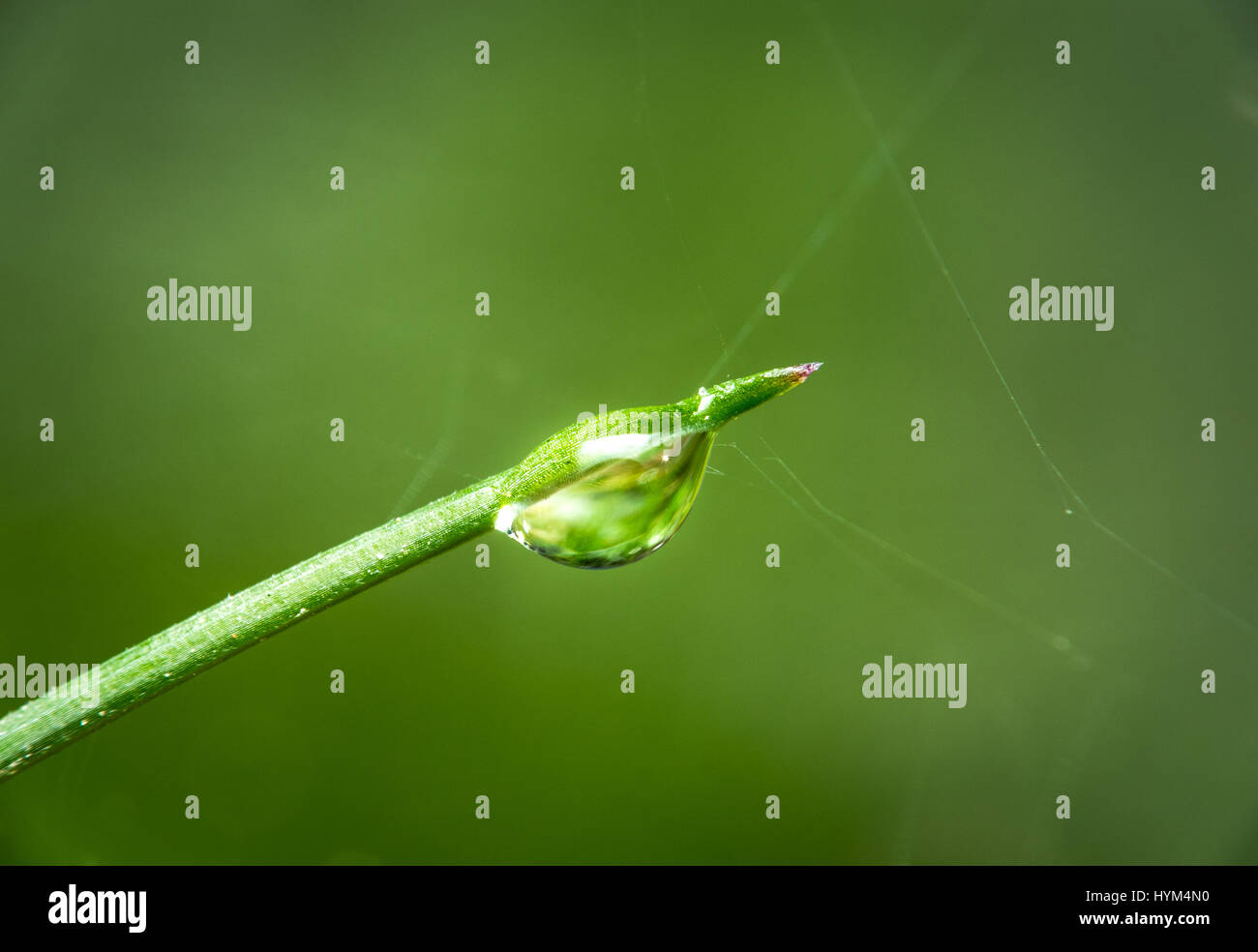 Small Dew drop on green grass extreme macro photography Stock Photo - Alamy