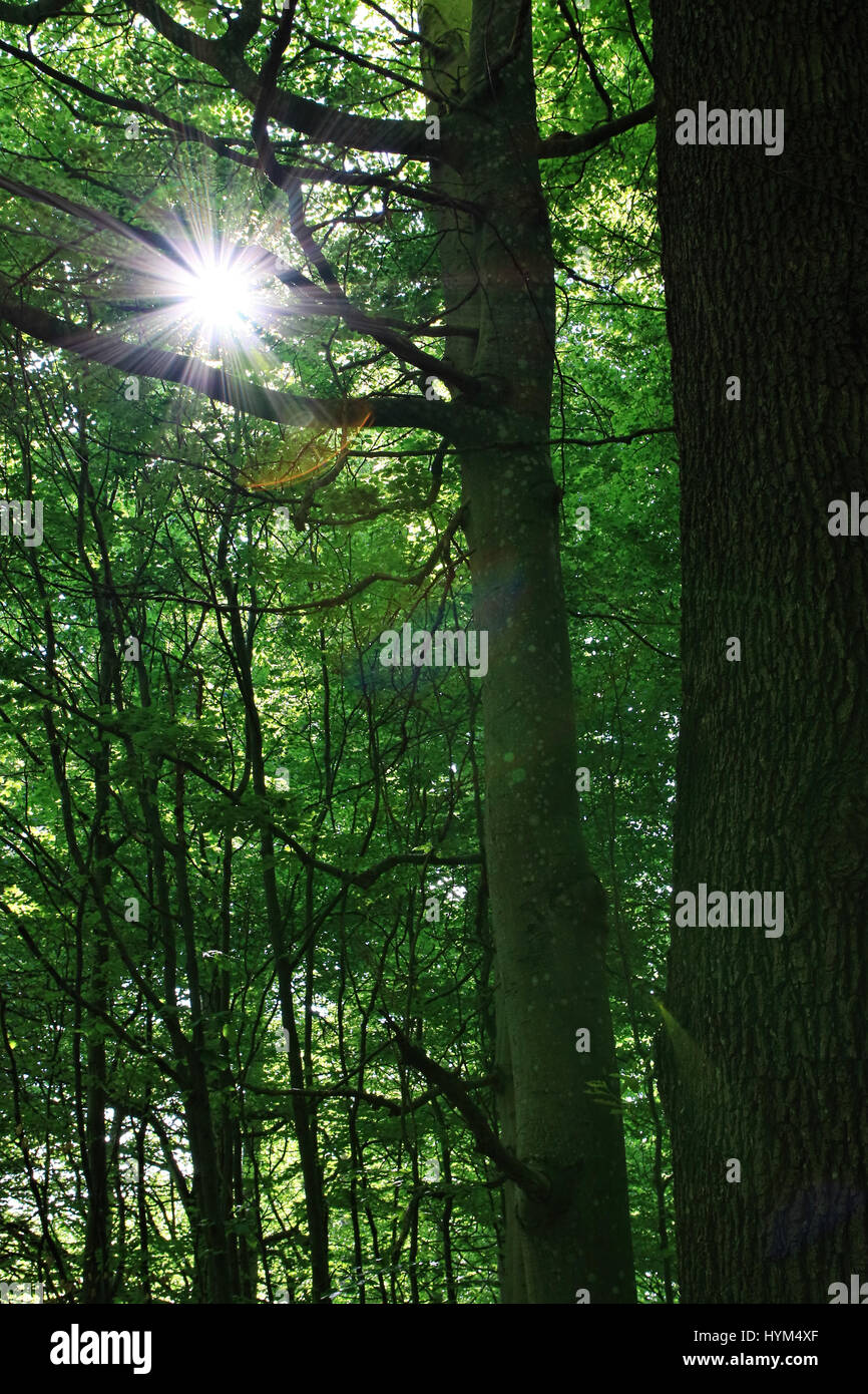 Fresh and green forest in spring, Germany Stock Photo - Alamy