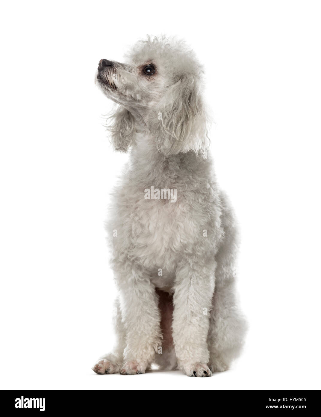 Poodle sitting, looking up, 19 months old , isolated on white Stock ...