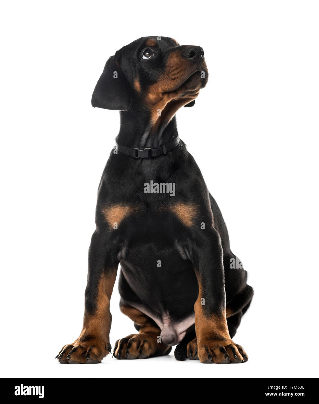 Doberman Pinscher sitting and looking up, 7 weeks old , isolated on ...