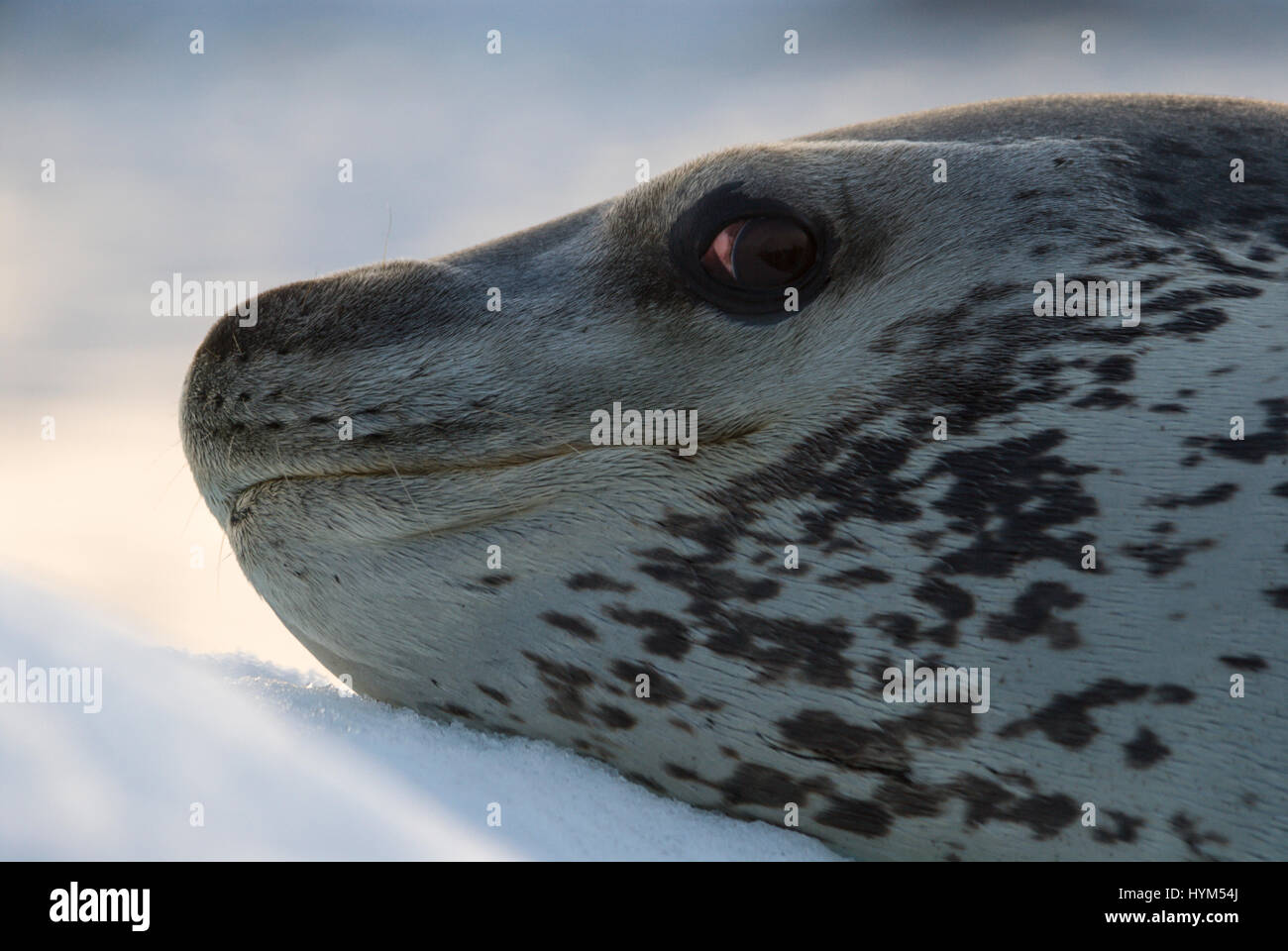 Leopard seal antarctica hi-res stock photography and images - Alamy