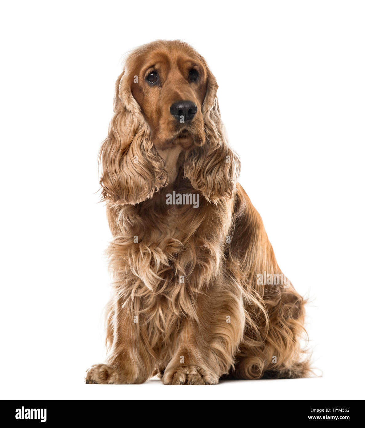 English Cocker Spaniel sitting, 2 years old , isolated on white Stock ...