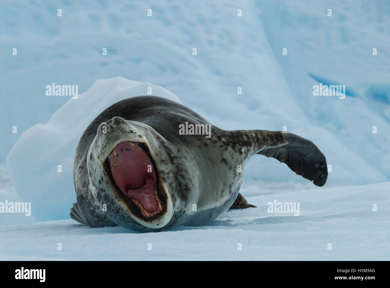 Leopard seal antarctica hi-res stock photography and images - Alamy