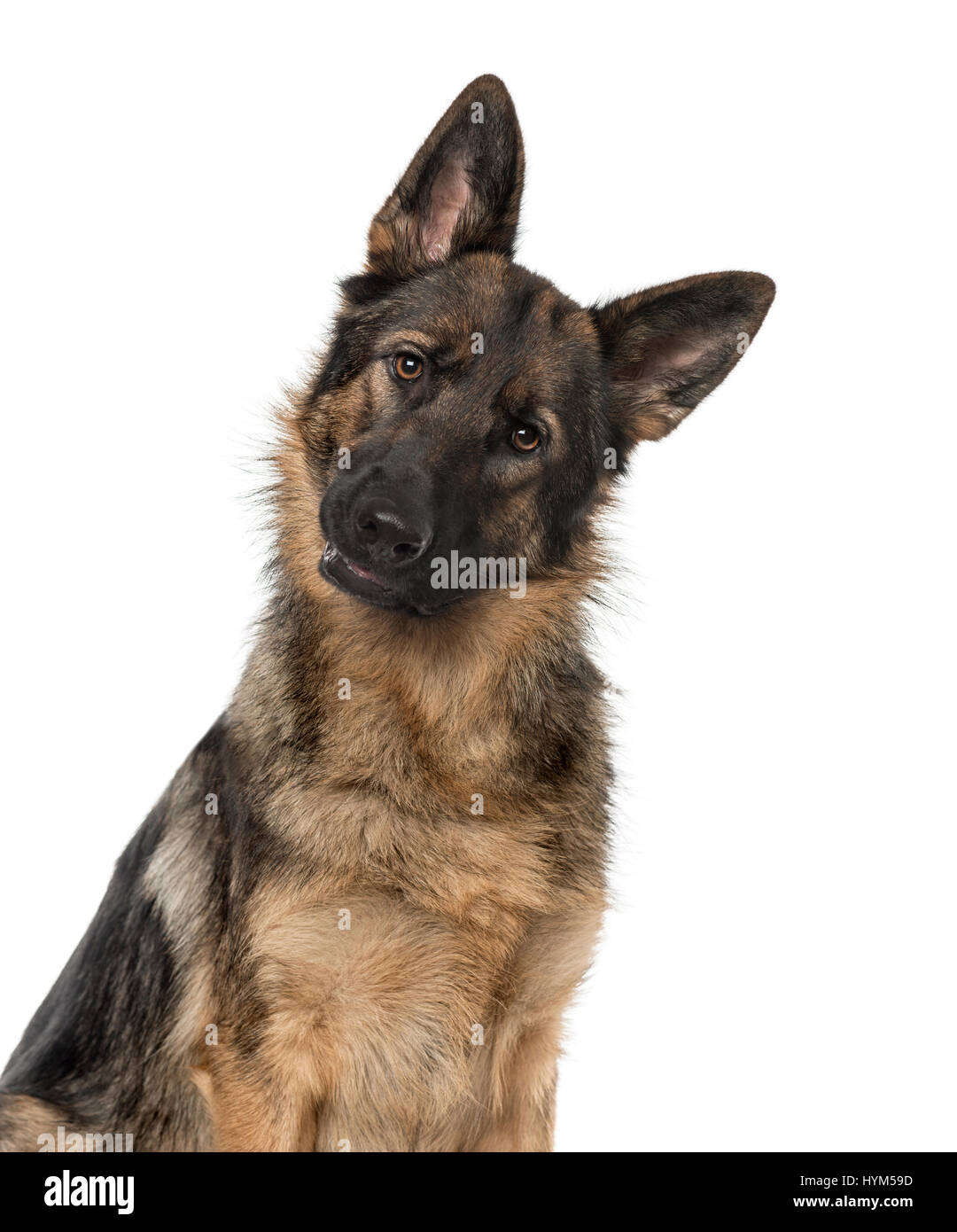 Close-up of a German Shepherd Dog staring at the camera, 21 months old ...
