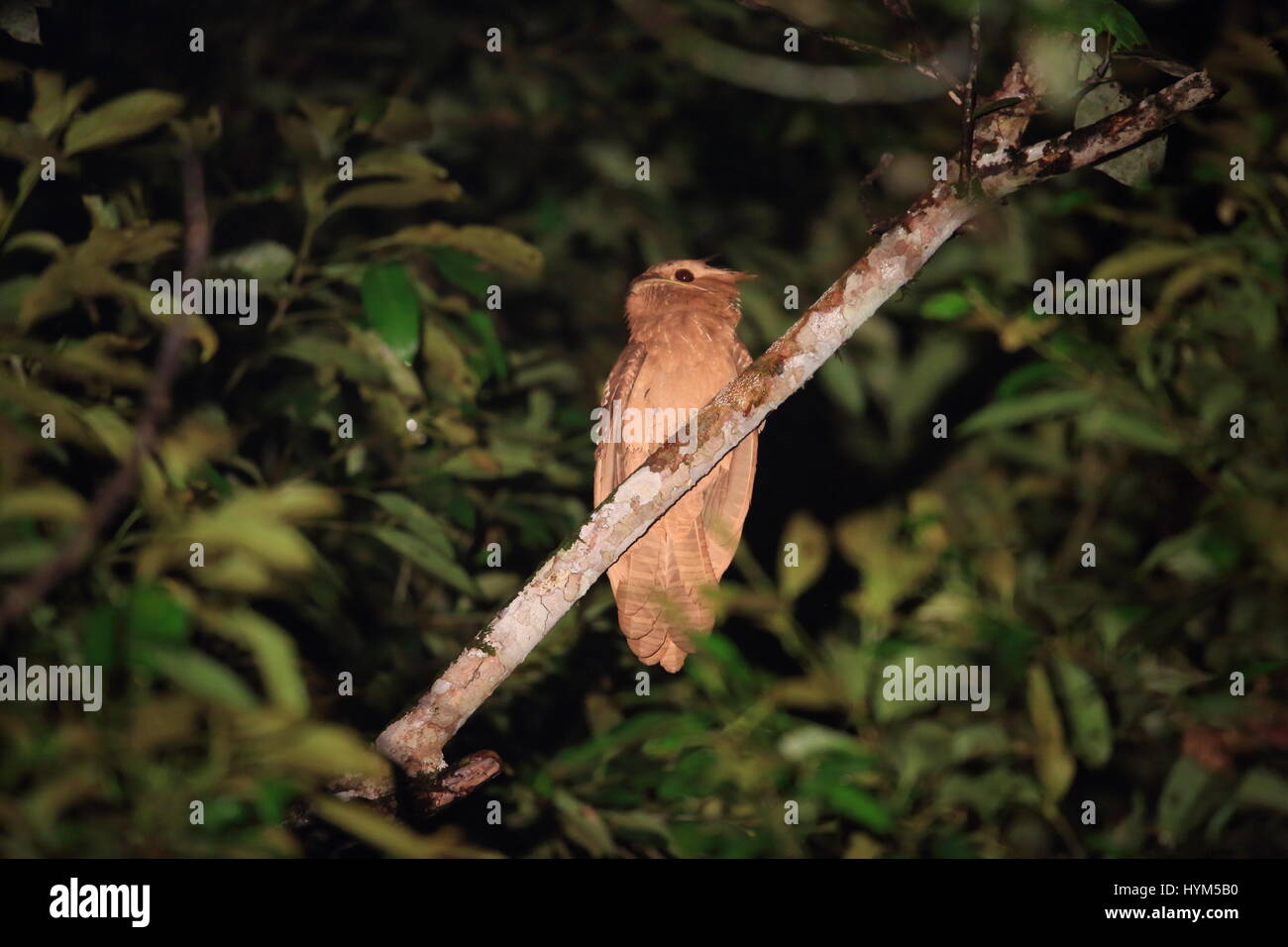 Large frogmouth (Batrachostomus auritus) in Sabah, Borneo, Malaysia ...