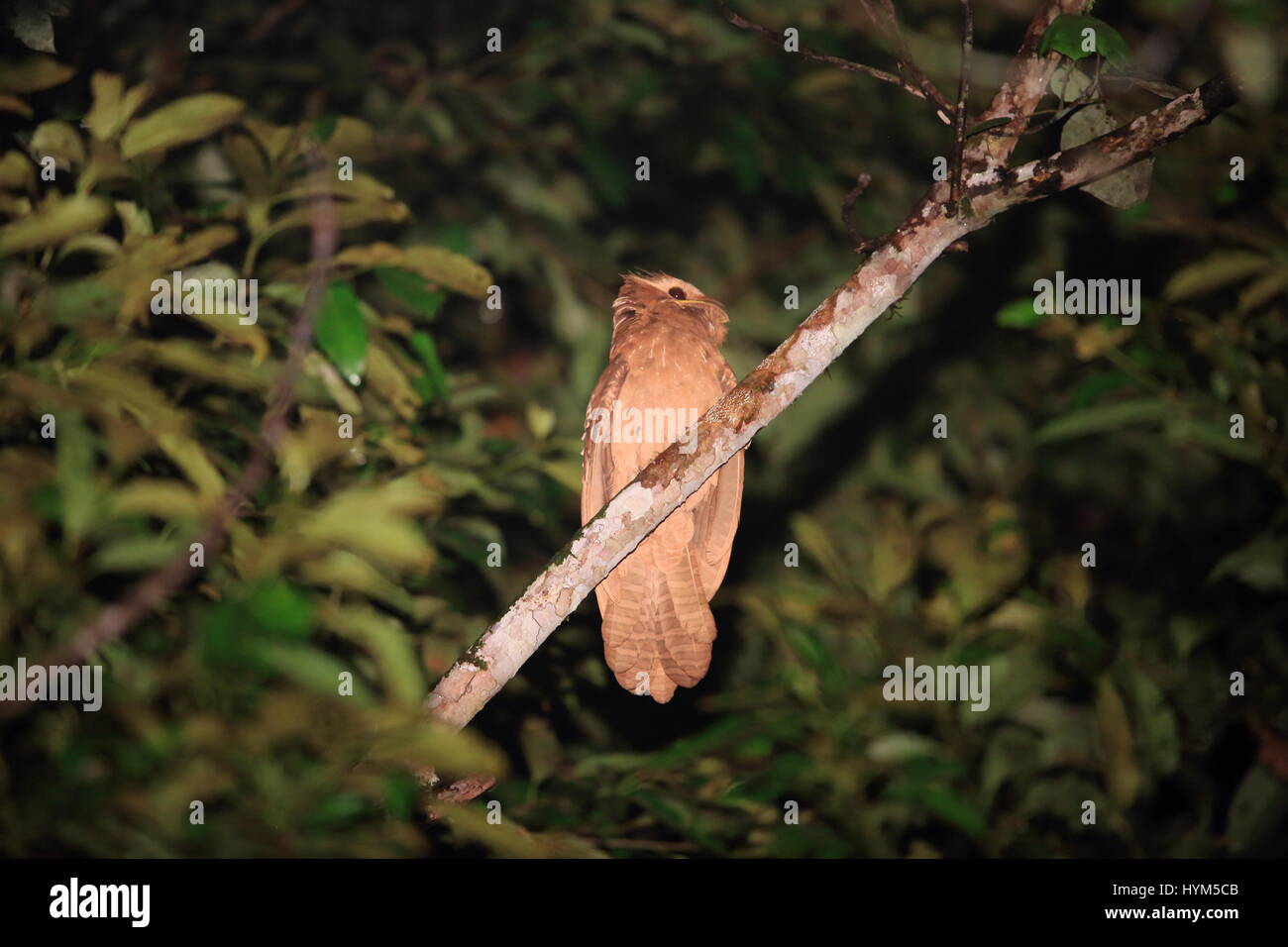 Large frogmouth (Batrachostomus auritus) in Sabah, Borneo, Malaysia ...