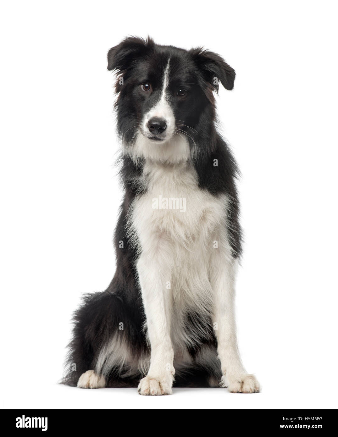 Black and white Border Collie sitting, 8 months old, isolated on white ...