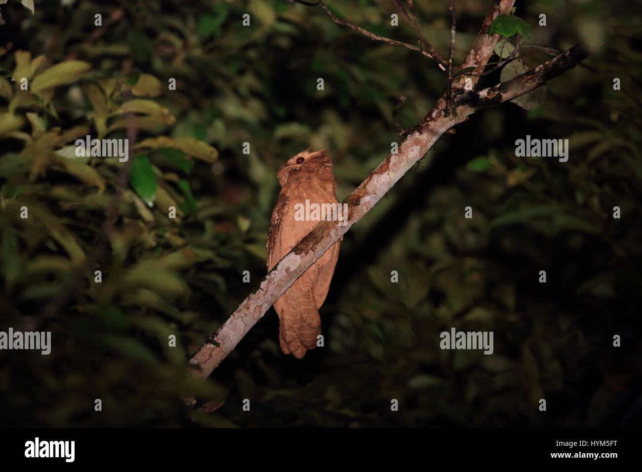 Large frogmouth (Batrachostomus auritus) in Sabah, Borneo, Malaysia ...