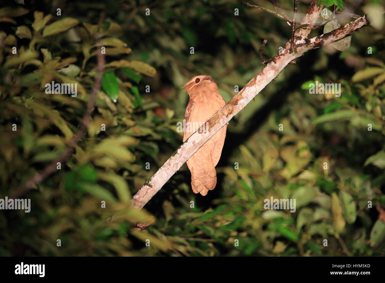 Large frogmouth (Batrachostomus auritus) in Sabah, Borneo, Malaysia ...