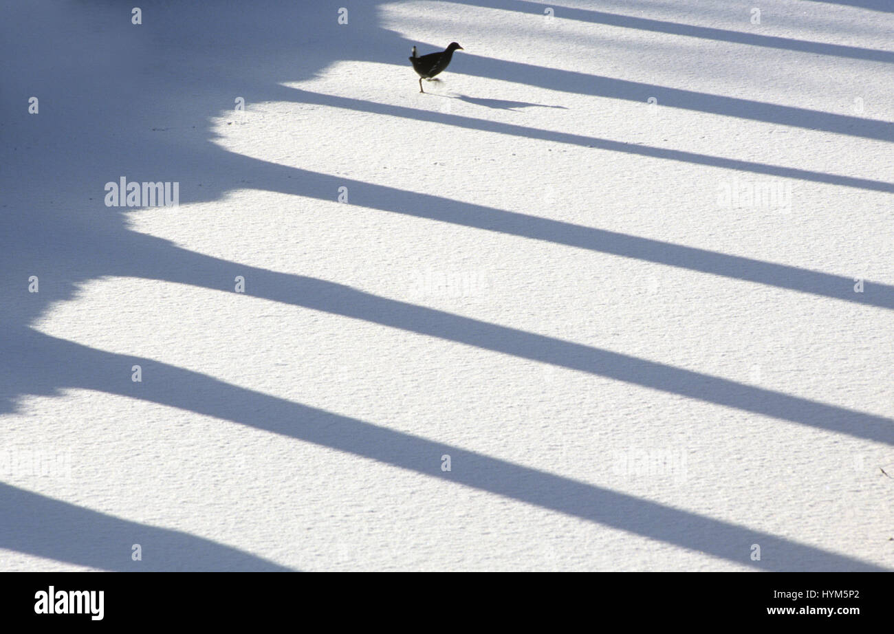 A bird walking through the snow with the shadows of the trees Stock ...