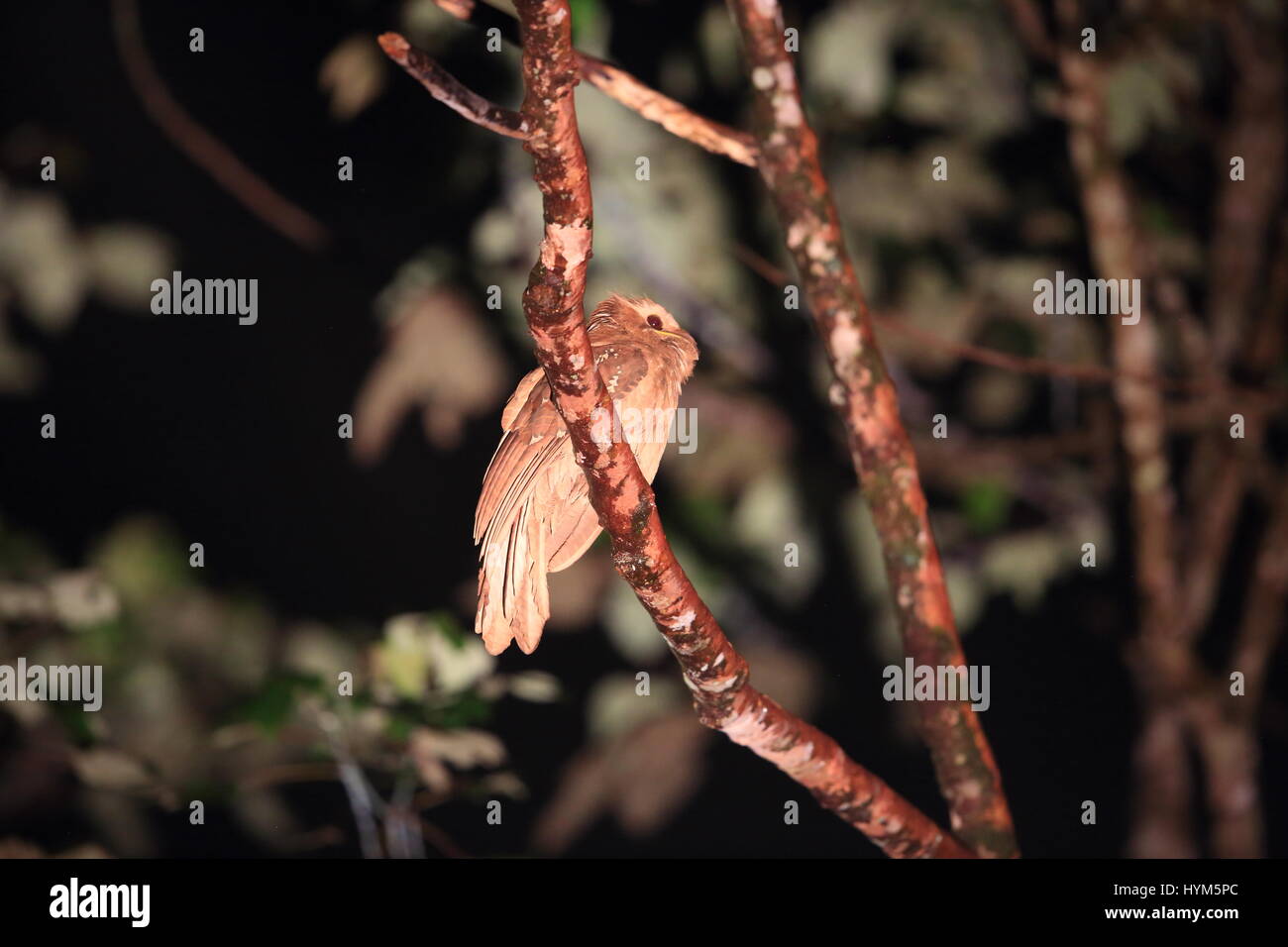Large frogmouth (Batrachostomus auritus) in Sabah, Borneo, Malaysia ...