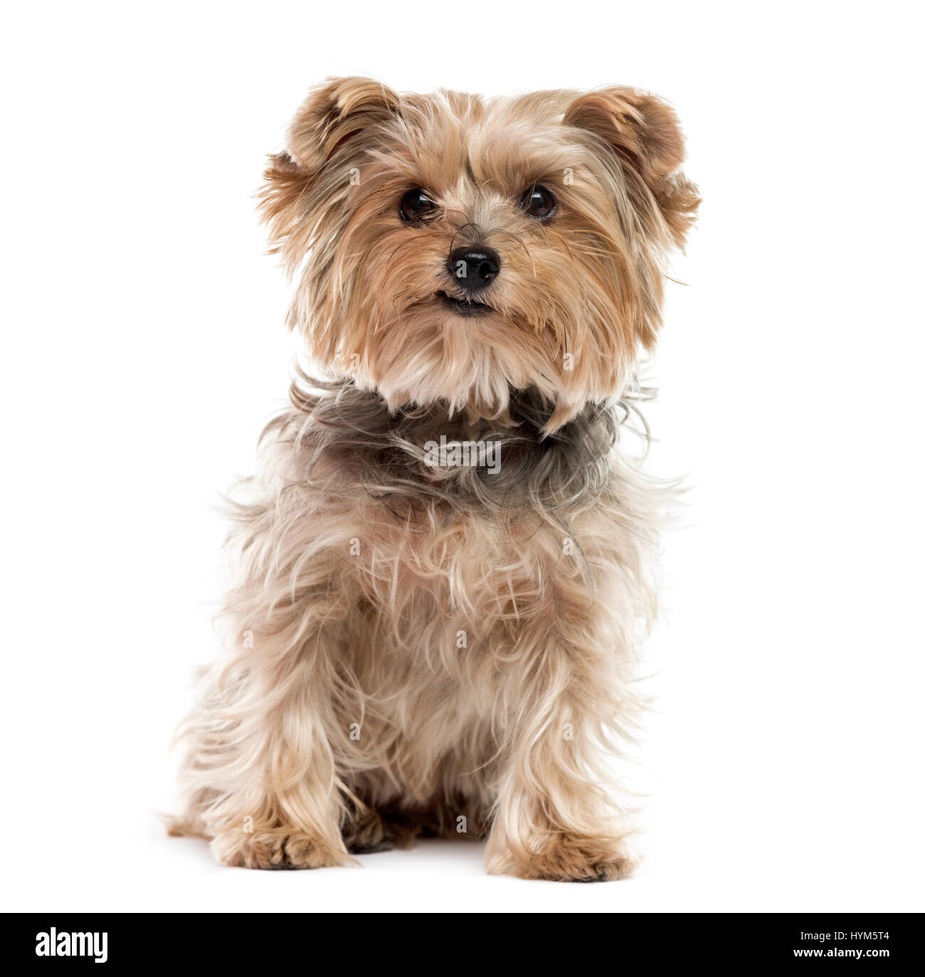 Yorkshire Terrier sitting, isolated on white Stock Photo - Alamy