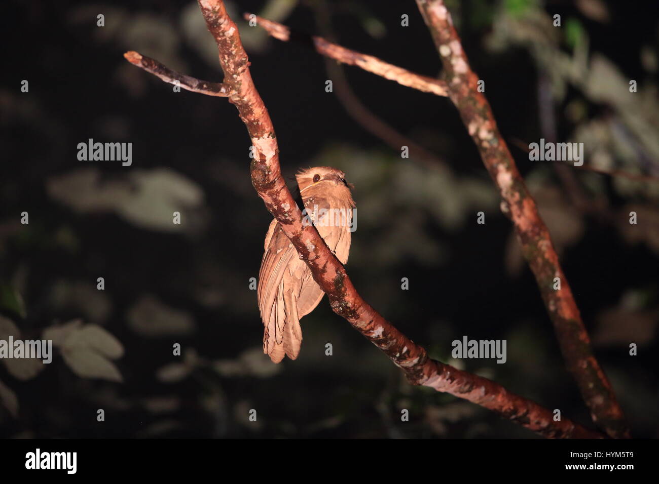 Large frogmouth (Batrachostomus auritus) in Sabah, Borneo, Malaysia ...
