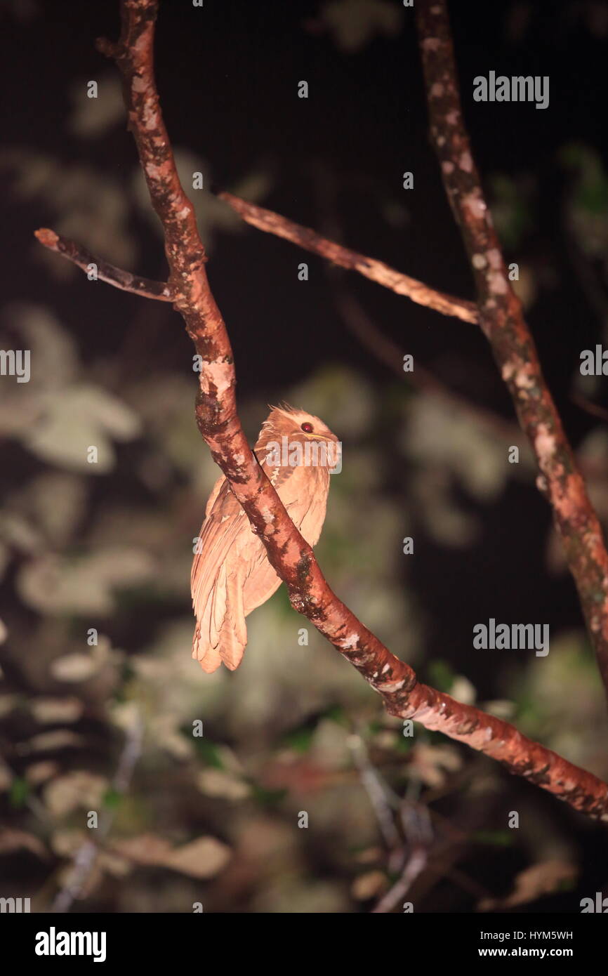 Large frogmouth (Batrachostomus auritus) in Sabah, Borneo, Malaysia ...