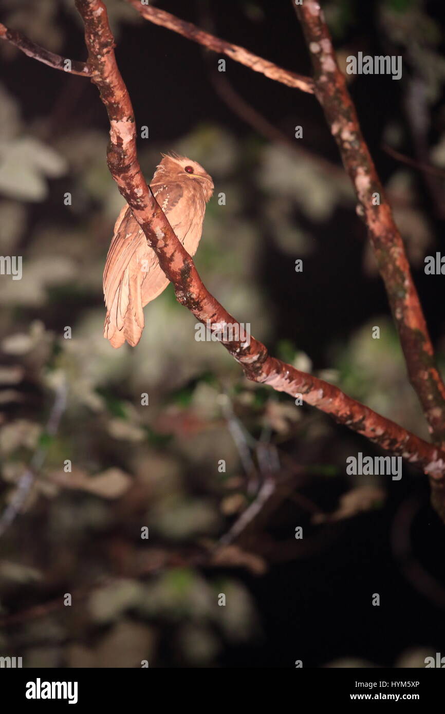 Large frogmouth (Batrachostomus auritus) in Sabah, Borneo, Malaysia ...
