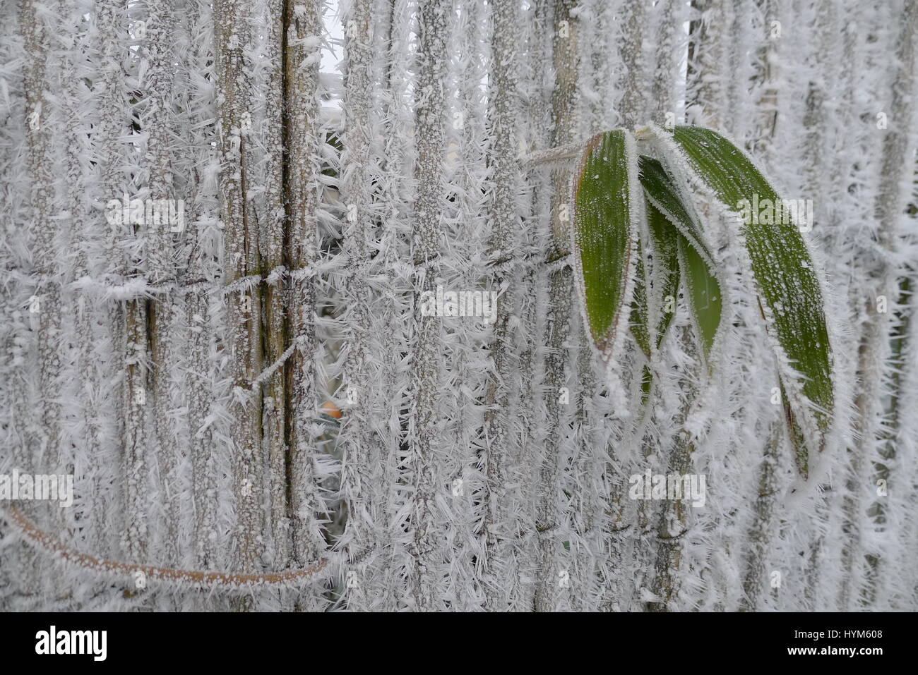 Bamboo in frost hi-res stock photography and images - Alamy