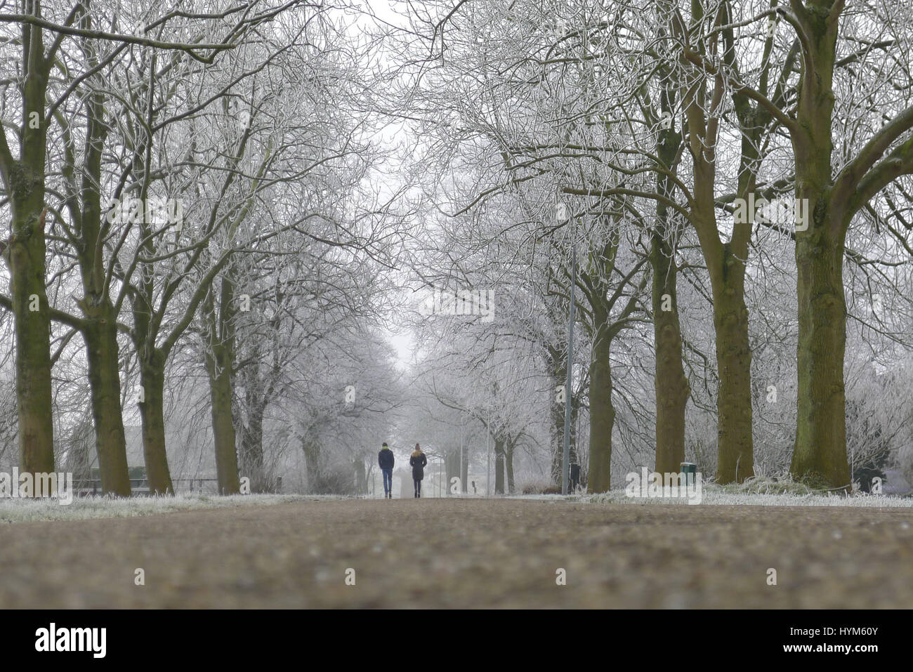 Romantic winter walk between frozen trees in street Beemster Stock ...