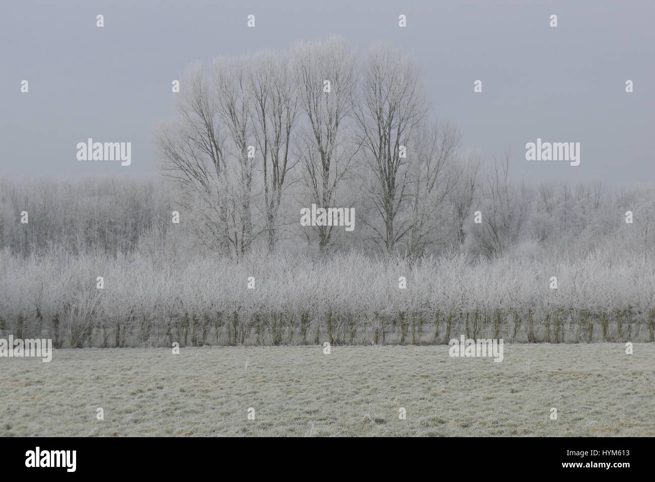 frozen trees in winter landscape the Netherlands Stock Photo - Alamy