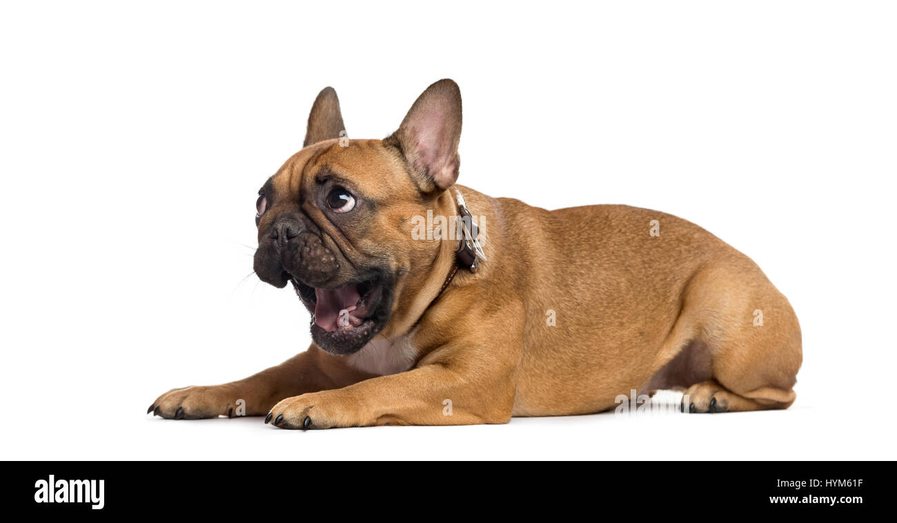 French Bulldog lying and yawning, isolated on white Stock Photo - Alamy