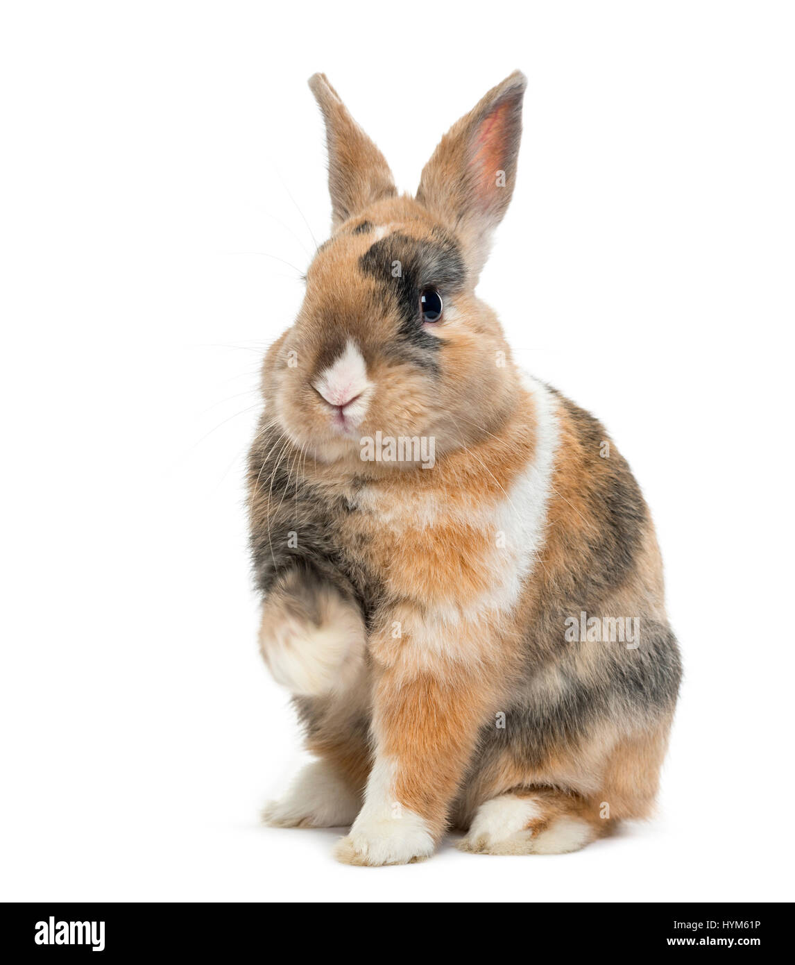 Multicolored Rabbit sitting, isolated on white Stock Photo - Alamy