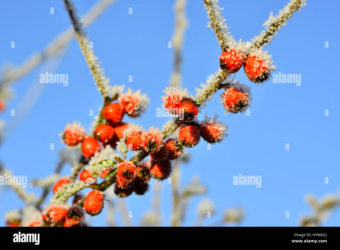 frozen red berries in a winter garden Stock Photo - Alamy