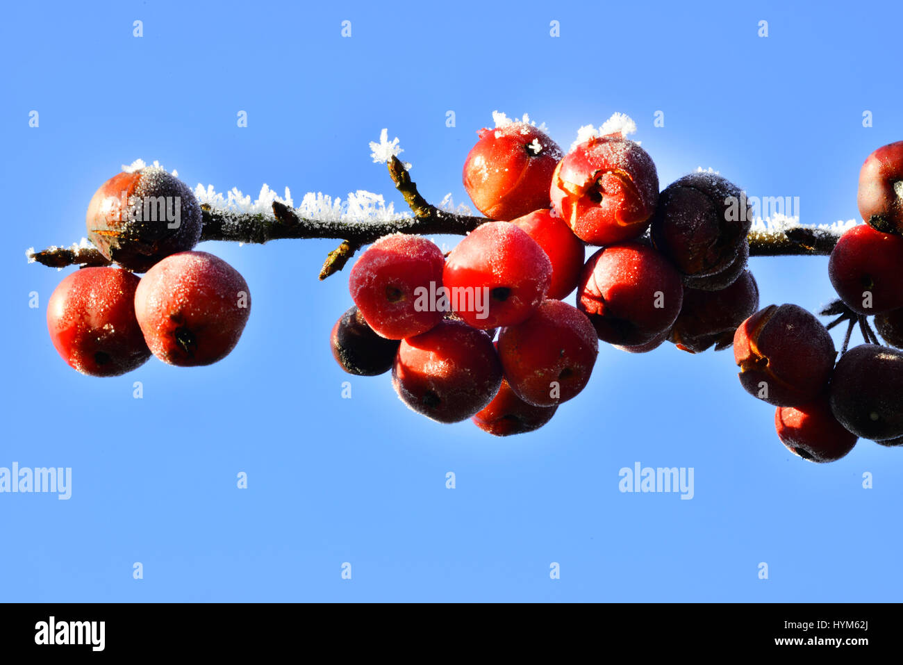 frozen red berries hanging in a bright blue sky Stock Photo - Alamy