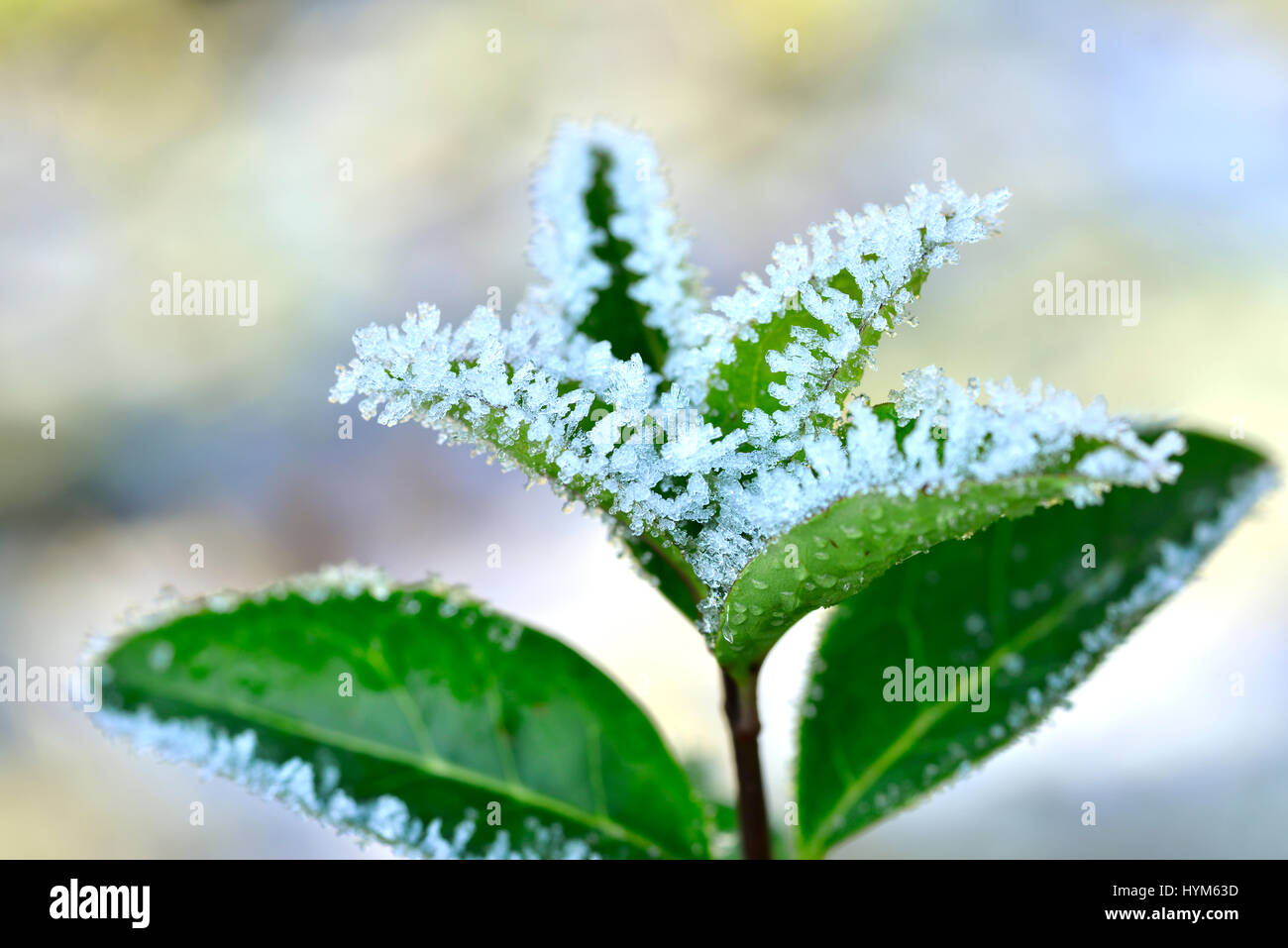 Privet leaf hi-res stock photography and images - Alamy