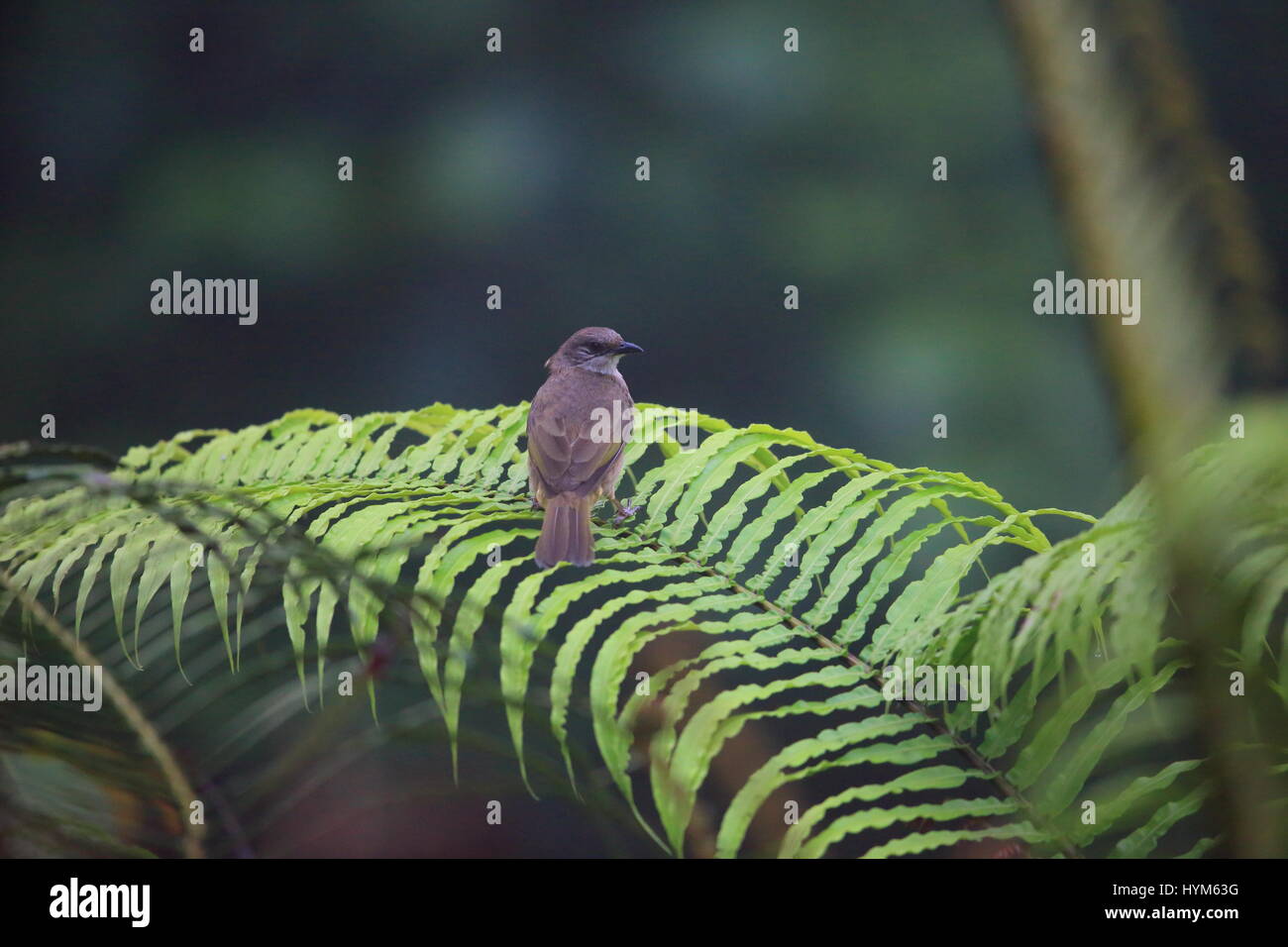 Olive-winged Bulbul (Pycnonotus plumosus) in Borneo, Malaysia Stock ...