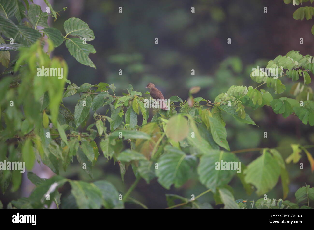 Plumosus hi-res stock photography and images - Alamy