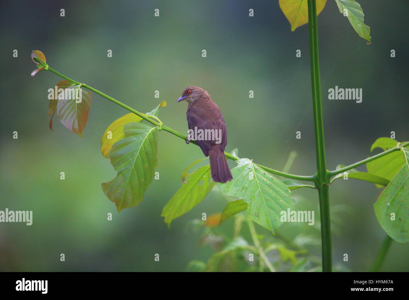 Olive-winged Bulbul (Pycnonotus plumosus) in Borneo, Malaysia Stock ...