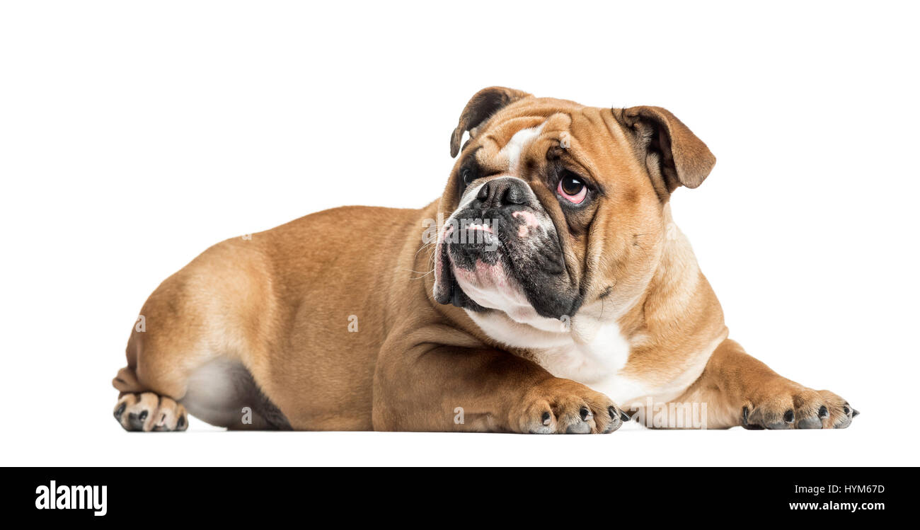 English Bulldog lying and looking up, 11 months old, isolated on white ...