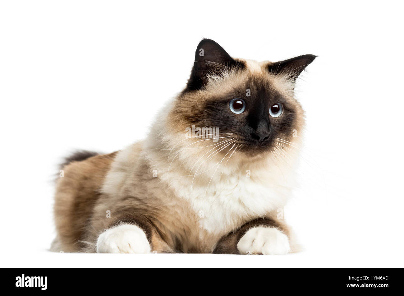 Birman lying, 3 years old, isolated on white Stock Photo - Alamy