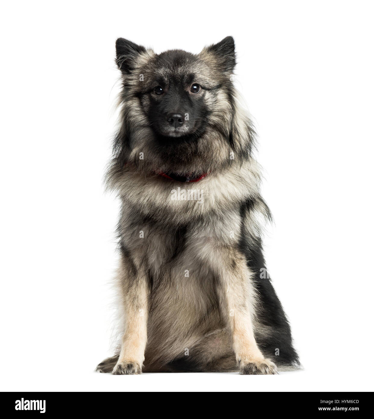 German Spitz sitting, 11 months old, isolated on white Stock Photo - Alamy