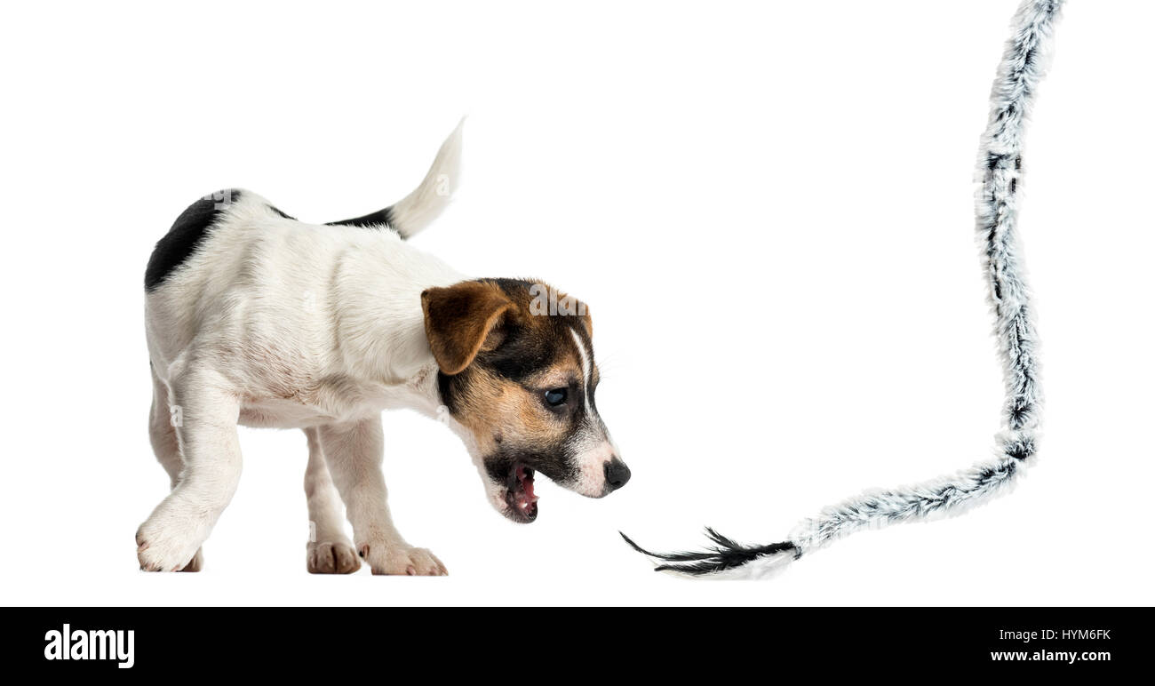 Puppy Jack Russell Terrier playing with a rope, 4 months old, isolated ...
