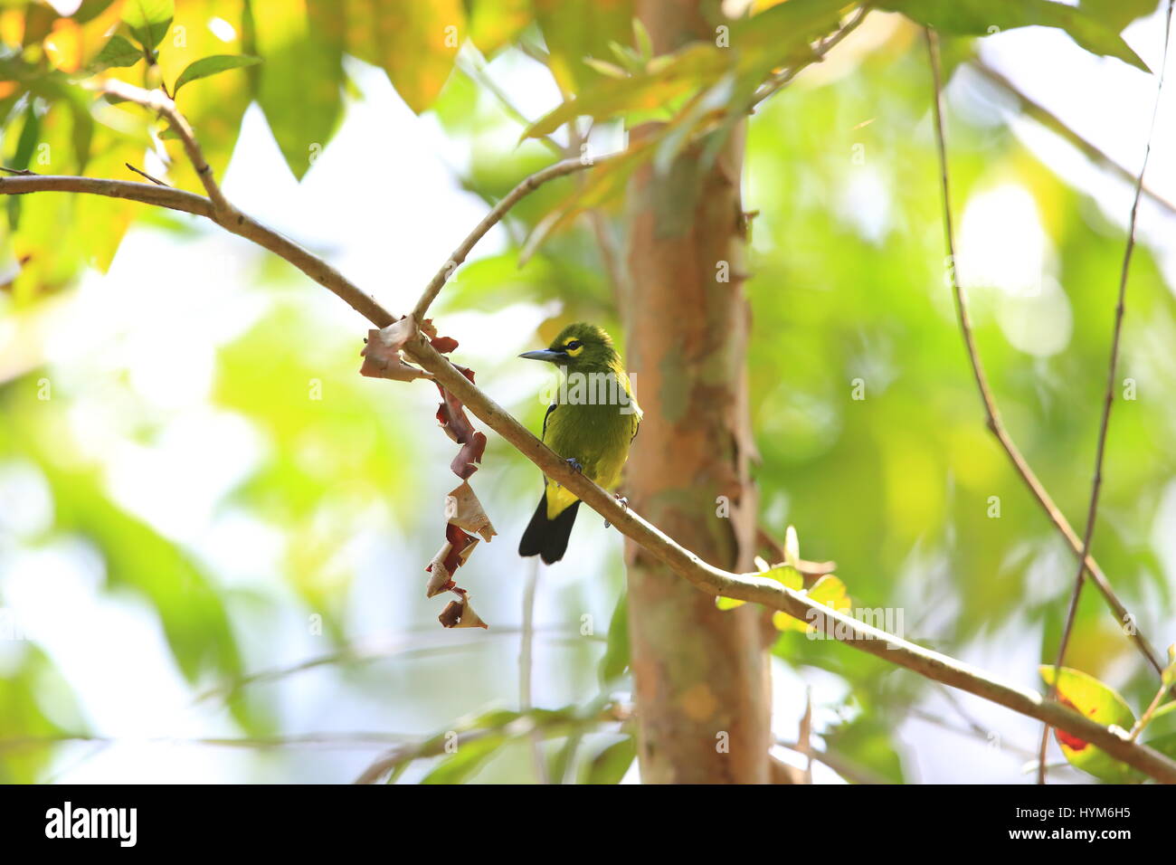 Aegithina viridissima hi-res stock photography and images - Alamy
