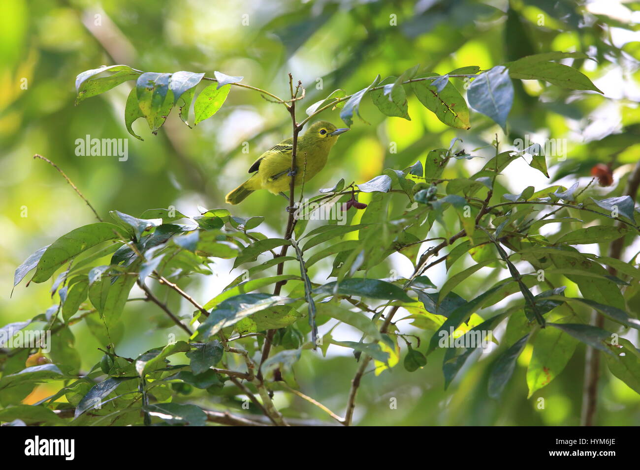 Green iora (Aegithina viridissima) in Sabah, Borneo Stock Photo - Alamy