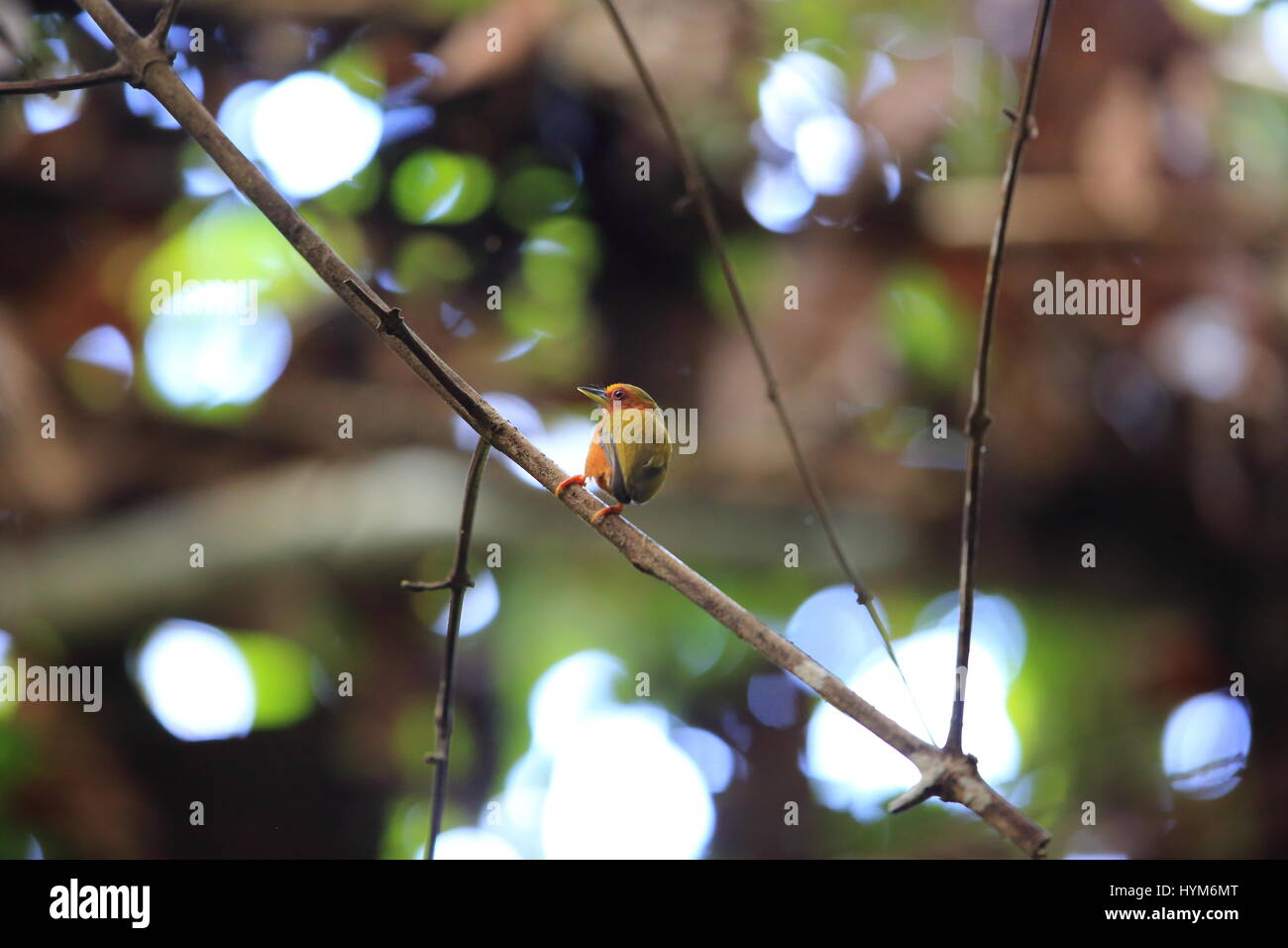 Sasia abnormis hi-res stock photography and images - Alamy