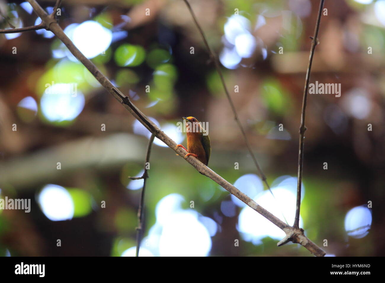 Rufous piculet (Sasia abnormis) in Sabah, Borneo Stock Photo - Alamy